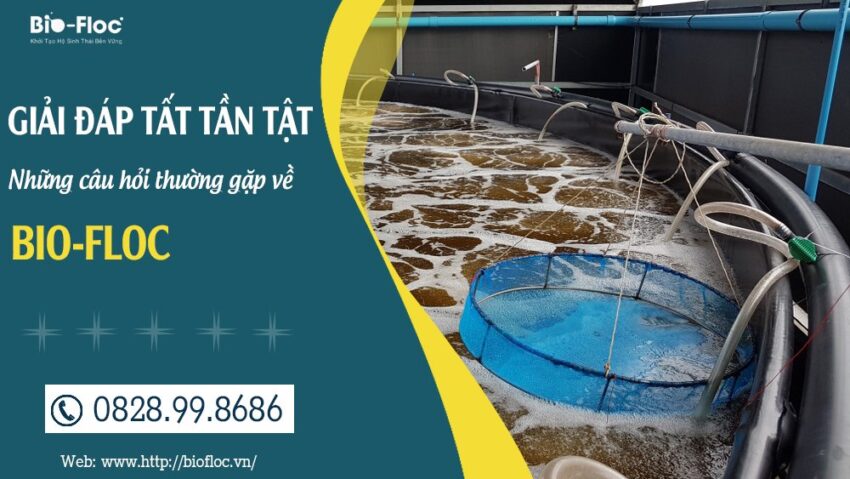 Giải đáp tất tần tật những câu hỏi thường gặp về Biofloc | Bio-Floc