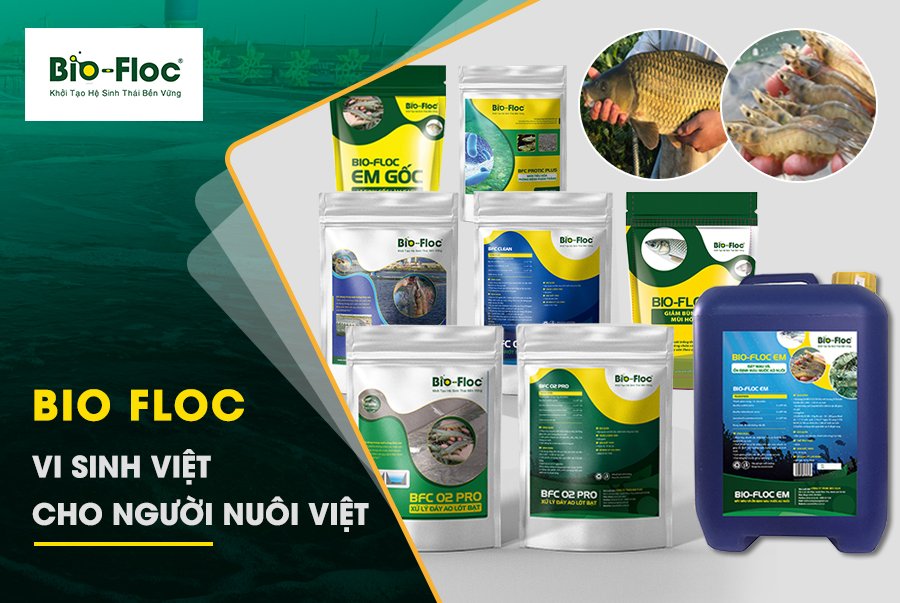 Ứng dụng của Bacillus licheniformis trong nuôi trồng thủy sản - Bio-floc