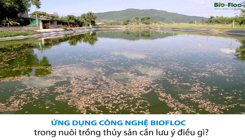 Tìm hiểu về công nghệ biofloc là gì trong nuôi trồng thủy sản
