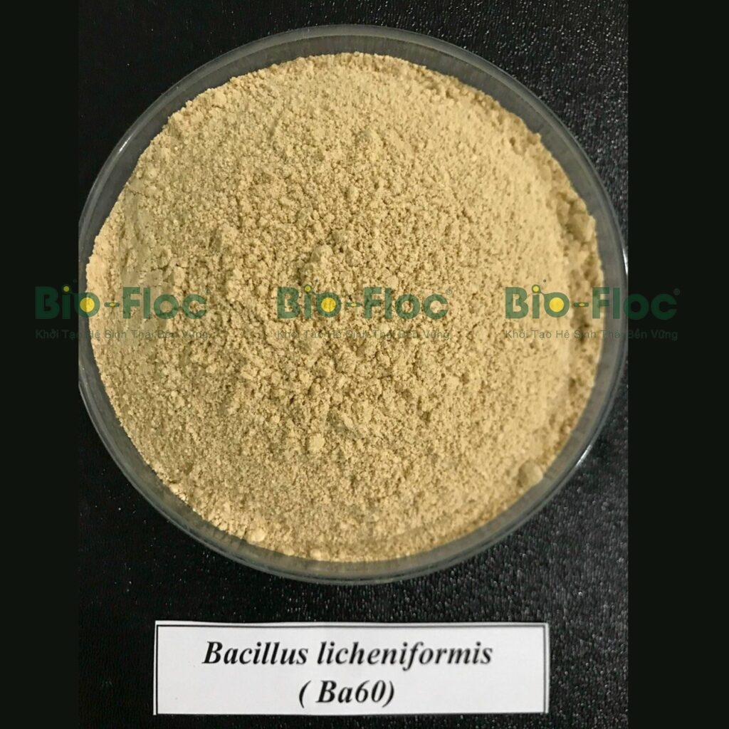 Ứng dụng của Bacillus licheniformis trong nuôi trồng thủy sản - Bio-floc