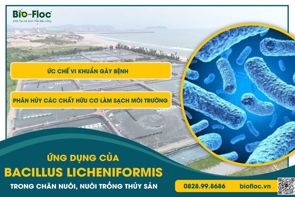 Ứng dụng của Bacillus licheniformis trong nuôi trồng thủy sản - Bio-floc