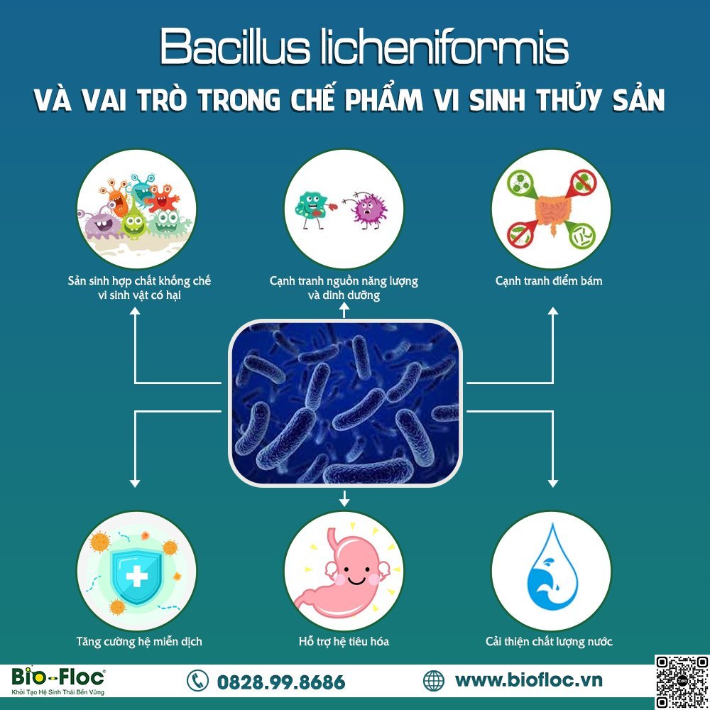 Chủng B. licheniformis - Ba60 trong sản xuất chế phẩm vi sinh thủy sản ...