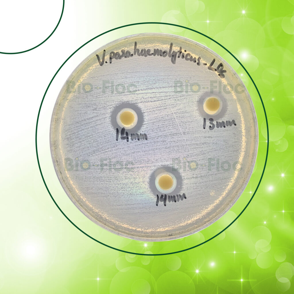 Bio-floc - Nhà máy sản xuất nguyên liệu vi sinh bản địa