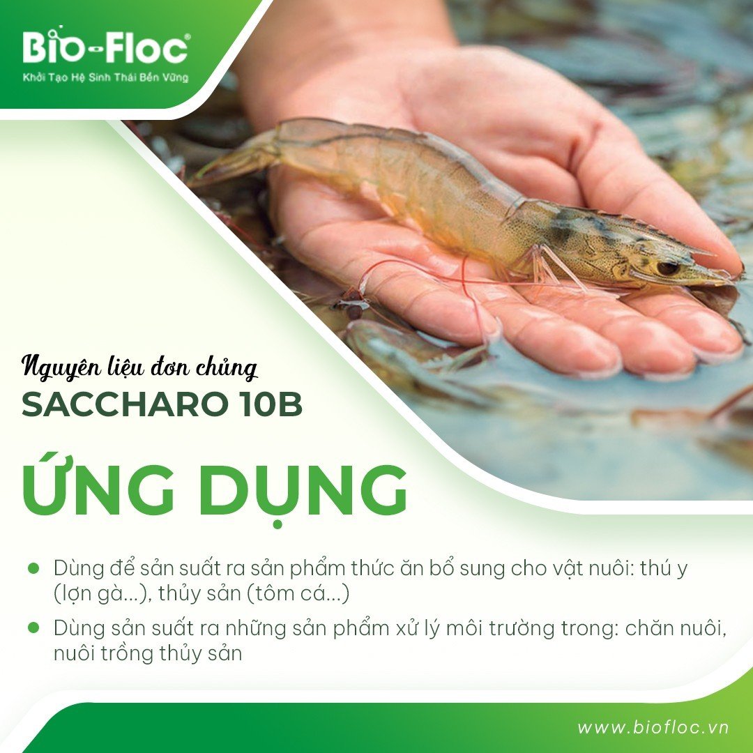 Nguyên liệu đơn chủng SACCHARO 10B - Bio-Floc nghiên cứu và sản xuất vi ...