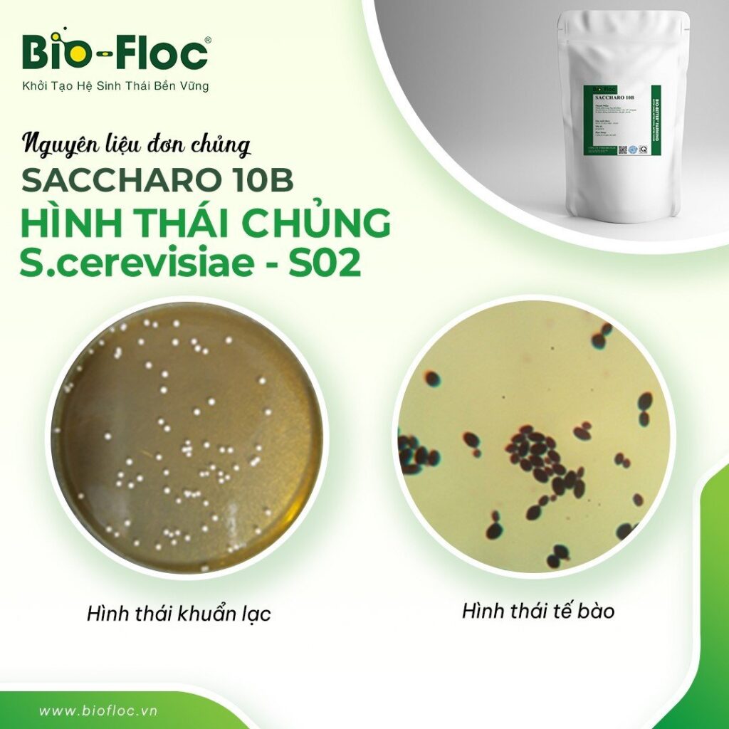 Nguyên liệu đơn chủng SACCHARO 10B - Bio-Floc nghiên cứu và sản xuất vi ...