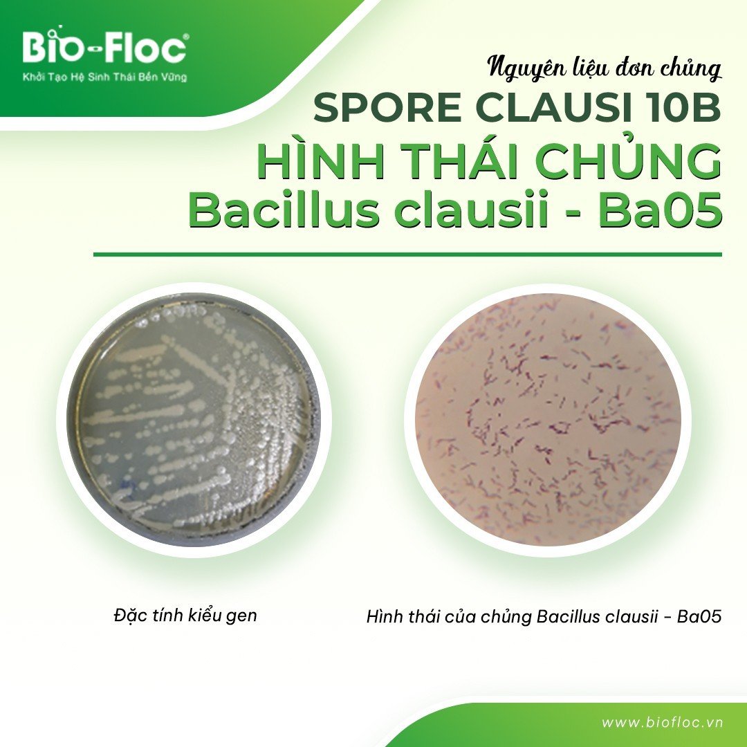 Nguyên liệu đơn chủng SPORE CLAUSI 10B - Bio-Floc nghiên cứu và sản ...