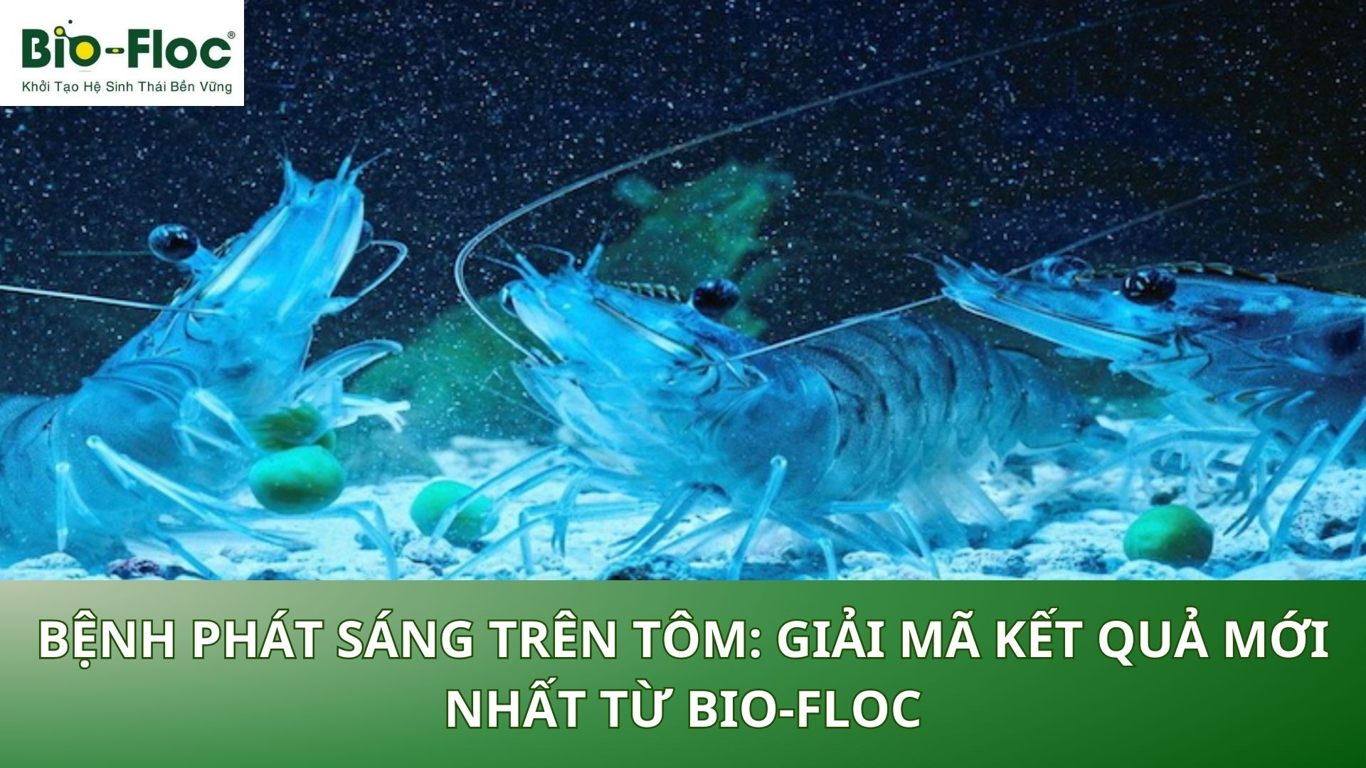 Bệnh Phát Sáng Trên Tôm: Giải Mã Kết Quả Mới Nhất từ Bio-Floc
